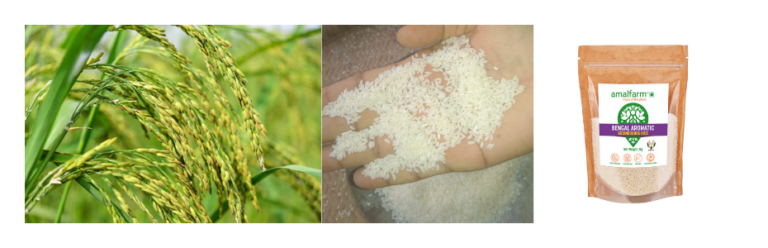 GI Tag Gobindobhog Rice News - Amalfarm